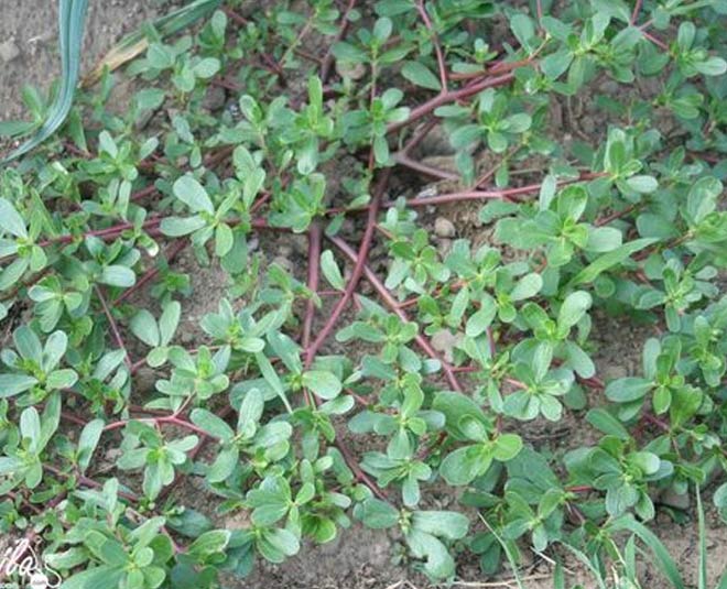 क्या आप जानते हैं कुल्फ़ा की पत्तियों के सेहत से जुड़े ये फायदे | kulfa ...