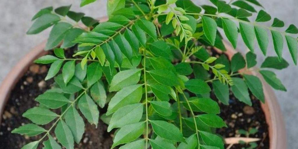 Kitchen Garden: Easy Tips To Grow Curry Leaf Plant At Home | easy tips ...