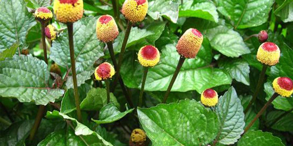 Health Benefits Akarkara Flower In Hindi-जानें क्या है अकरकरा फूल और ...