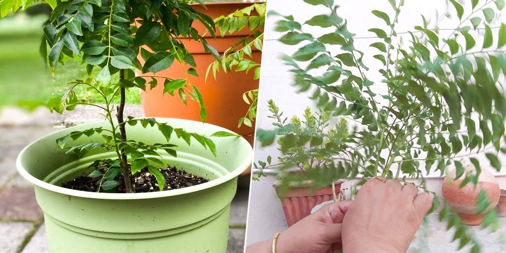 how to get rid of Insects From Curry Patta Plant In Hindi-गमले में लगे ...