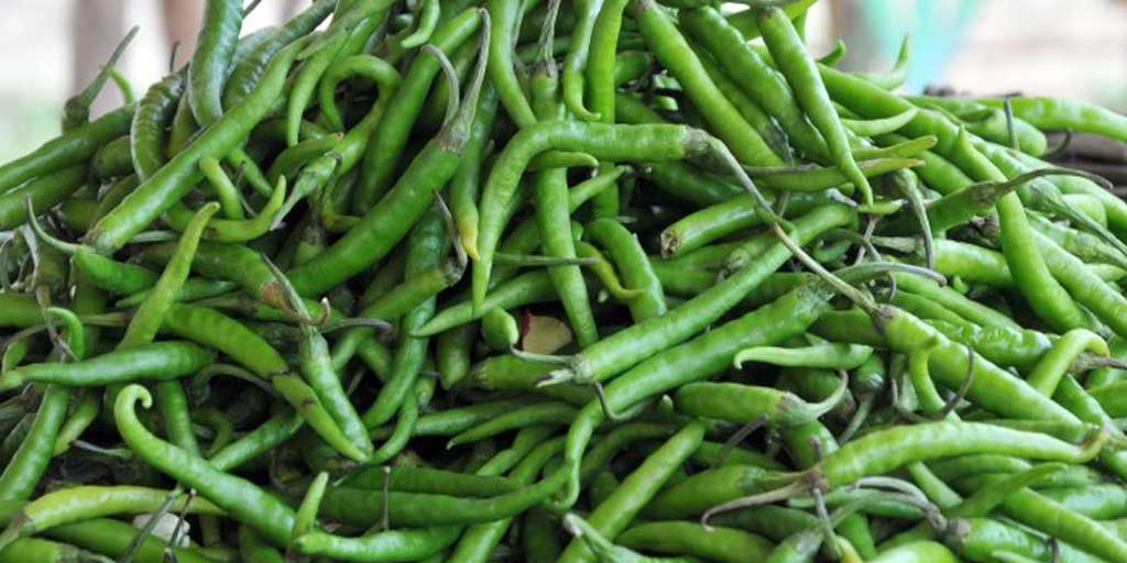 How To Store Chilli Properly-न सूखेगी हरी मिर्च न होगी लाल, मिर्च को ...