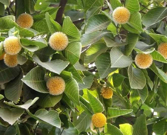 ପୁରୁଷଙ୍କ ପାଇଁ ବରଦାନଠୁ କମ ନୁହେଁଁ କଦମ୍ବ; ବଢ଼ାଏ ଶକ୍ତି, ଲିଭର ପାଇଁ ରାମବାଣ ...