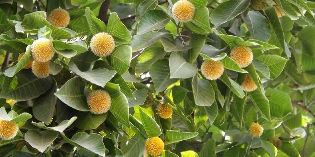 Here Are Some Surprising Health Benefits Of Kadamba Tree