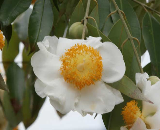 Nagkesar Health Benefits In Hindi | nagkesar health benefits | Herzindagi