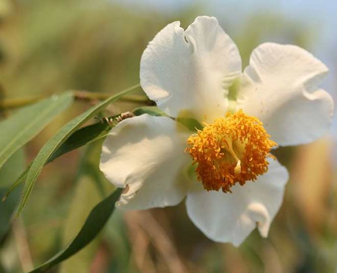 Nagkesar Health Benefits In Hindi | nagkesar health benefits | Herzindagi