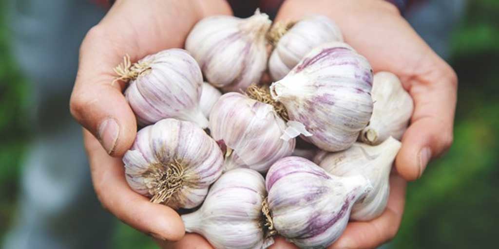 How To Choose And Buy Good Garlic | how to choose and buy good garlic ...