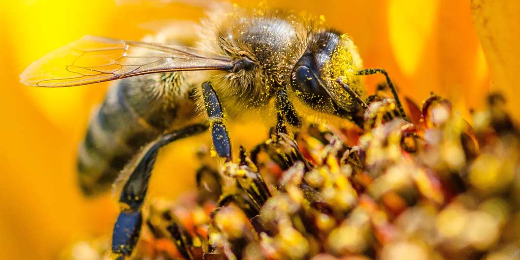 How To Get Rid Of Honey Bees At Home In Hindi