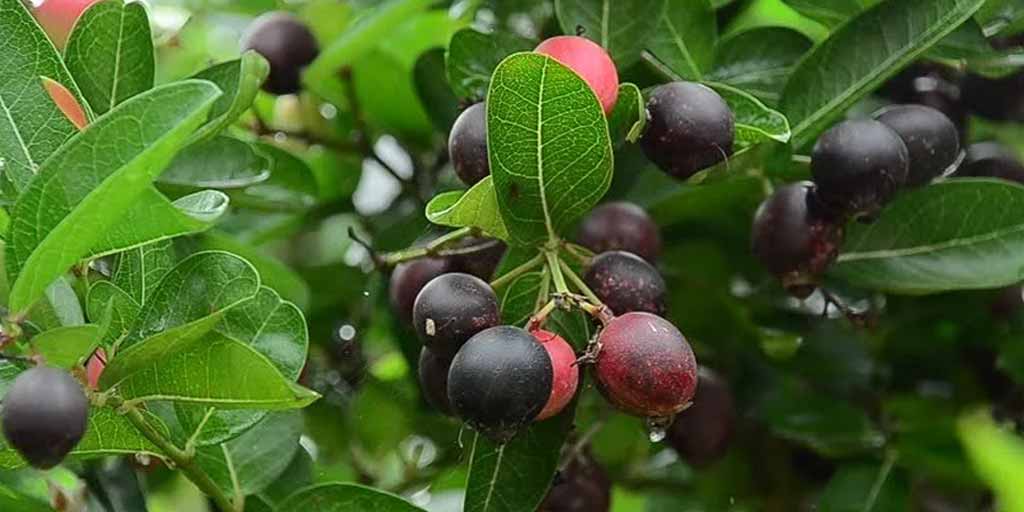 These are the benefits of eating karavand in summer