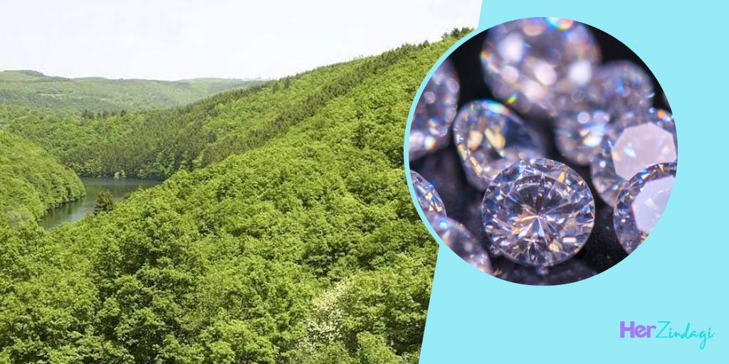 Buxwaha Forest Of MP Controversy-आखिर क्यों मध्यप्रदेश का खूबसूरत ...