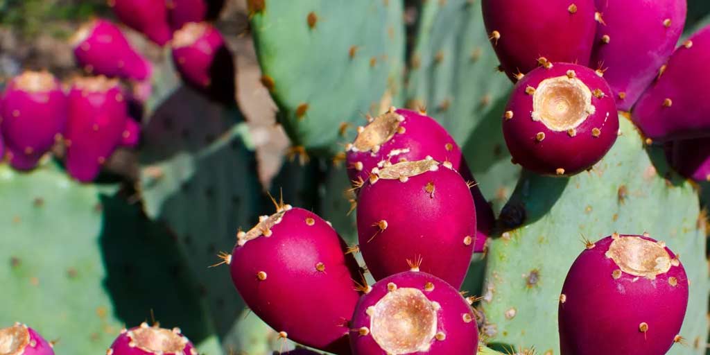 Check Out Some Amazing Health Benefits Of Nopal Cactus | HerZindagi
