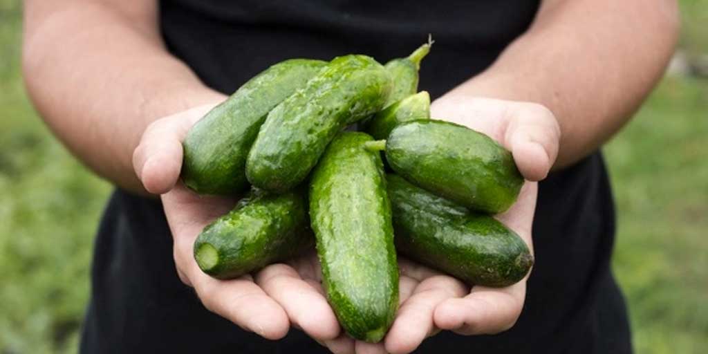 How To Choose Good Cucumber-Tips: जानें अच्‍छा और मीठा खीरा चुनने का ...