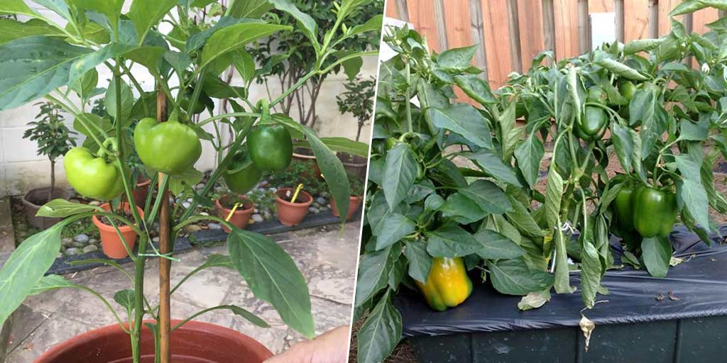 How To Grow Capsicum Plant-Garden Tips: गमले में आसानी से आप भी उगा ...