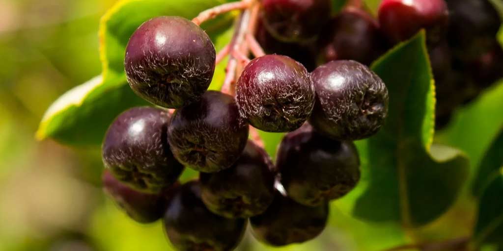 Check Out Some Incredible Benefits Of Consuming Huckleberries -Check ...