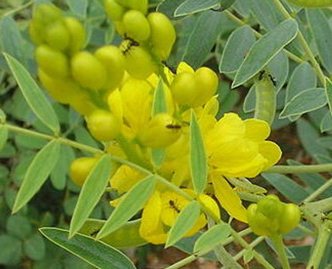 इस पौधे के पत्ते को न समझे बेकार, कई बीमारियों के लिए फायदेमंद | senna ...