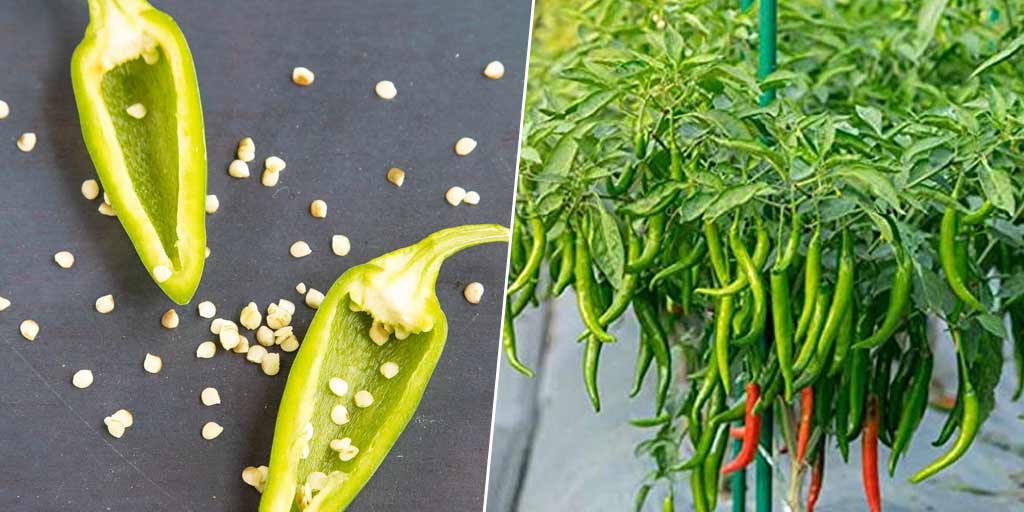 How To Grow Plant From Normal Chilli-फ्रिज में रखी मिर्च से कैसे उगाएं ...