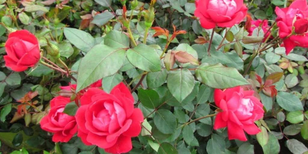 How To Care For Rose Plant In Summer