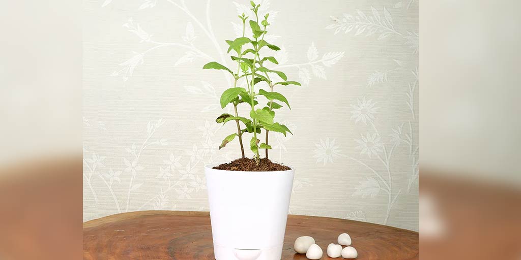 Gifts Under 5k For Your Bhai/Behen This Season-Gifts Under 5k For Your ...