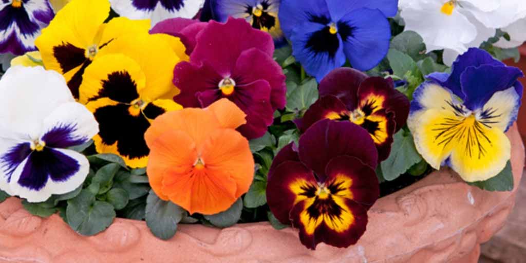 Flowers You Can Plant in December at Home | flowers you can plant in ...