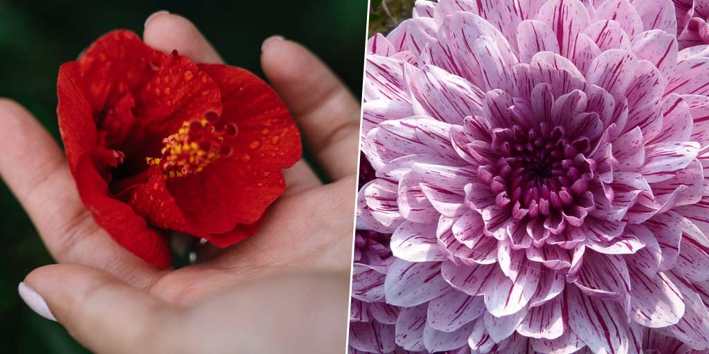 Flowers With Meanings That Will Surprise You-Flowers With Meanings That ...