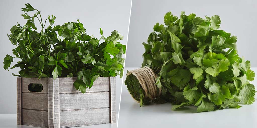 How to Grow Parsley Plant at Home in Hindi | how to grow parsley plant ...