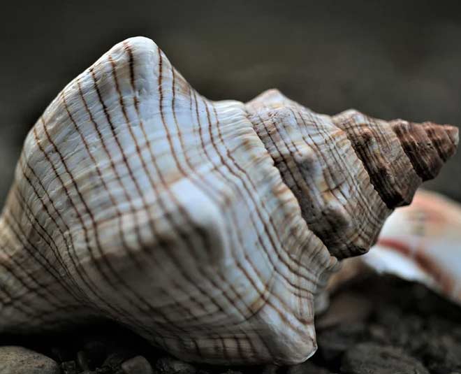 Significance Of Shankh Puja In Aghan Month In Hindi | significance of ...