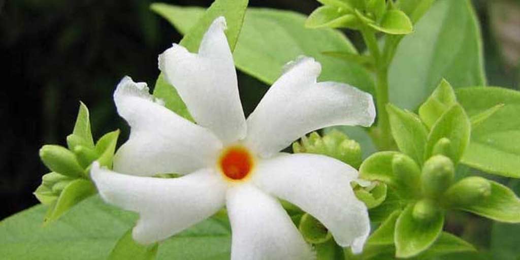 How to Grow Parijat at Home-पारिजात का पौधा घर पर लगाएं और ढेरों फायदे पाएं