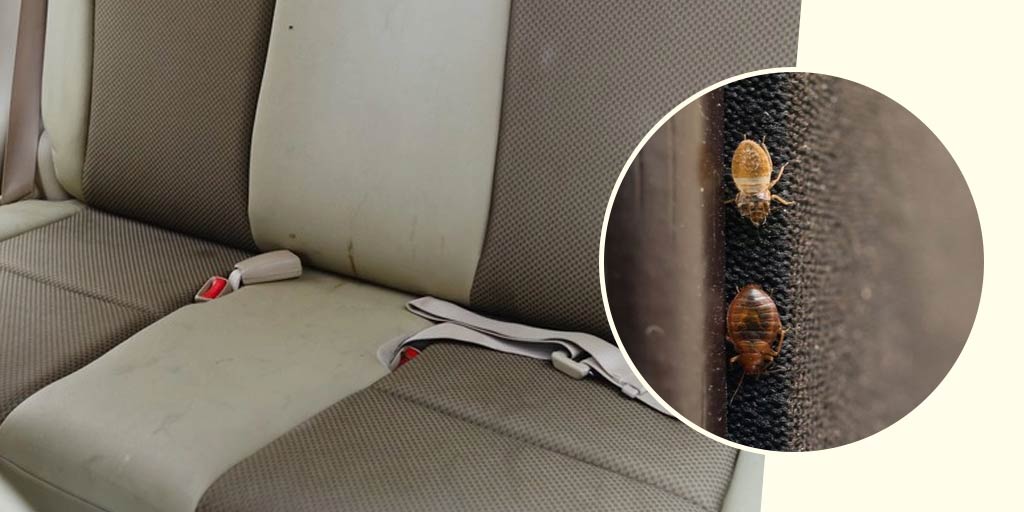 How To Get Rid Of Bed Bugs From Car Seat-कार की सीट में छिपे होते हैं ...