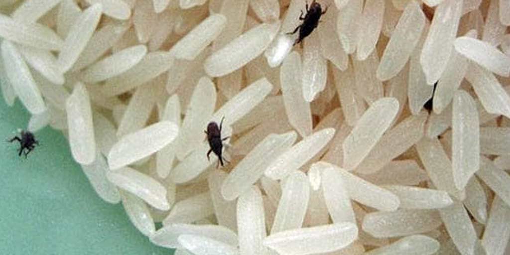 How to Remove Bugs and Dirt from Uncooked Rice| चावल से कीड़े कैसे ...