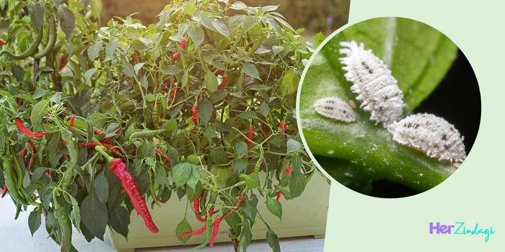 Tips to Get rid of White Insect From Chilli Plant In Hindi-मिर्ची के ...
