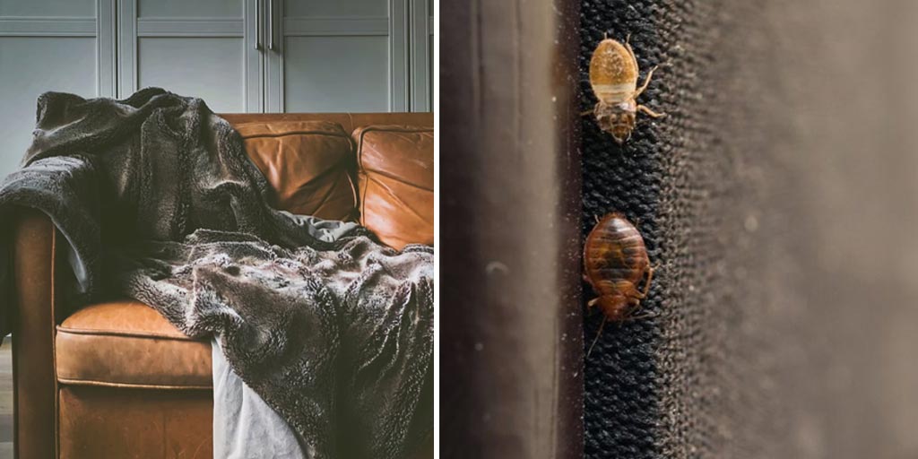 How To Get Rid Of Bed Bugs From Blankets-घर के कंबल से खटमल हटाने के ...