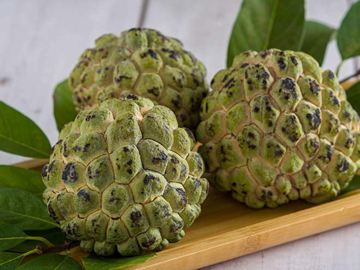 Grafted Plant Collection: Delicious Custard Apple, Balanagar, Green Su ...