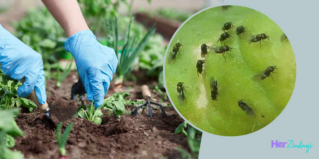 How To Get Rid Of Flies From Plants | how to get rid of flies from ...