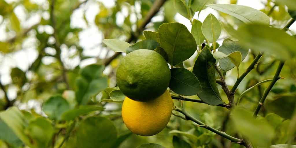 How to Get More Lemons on Tree