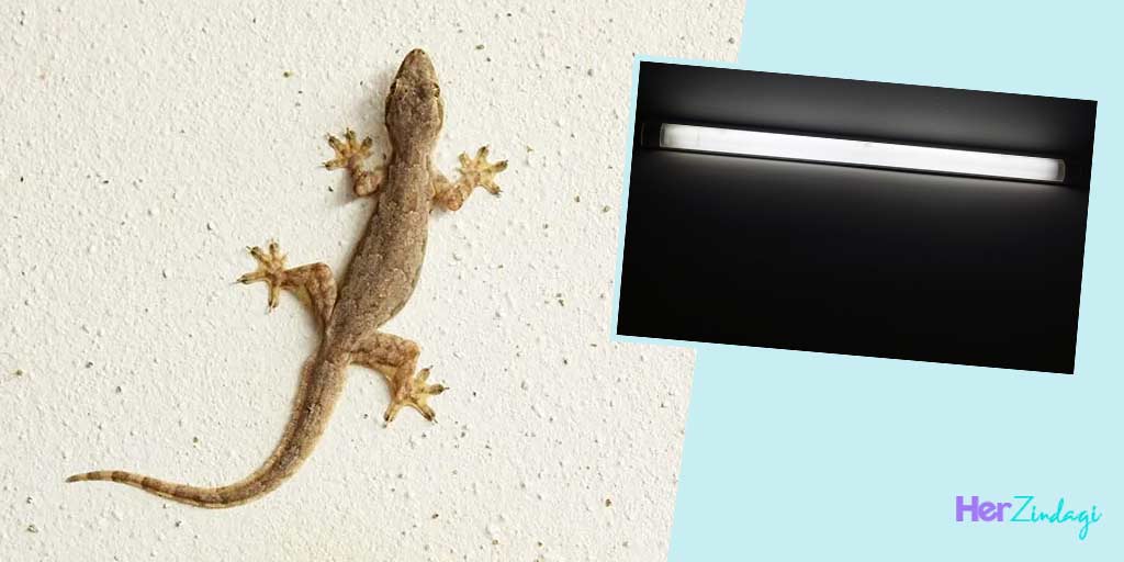 How to Get Rid of Lizards Around Lights -लाइट के आस-पास आने वाली ...