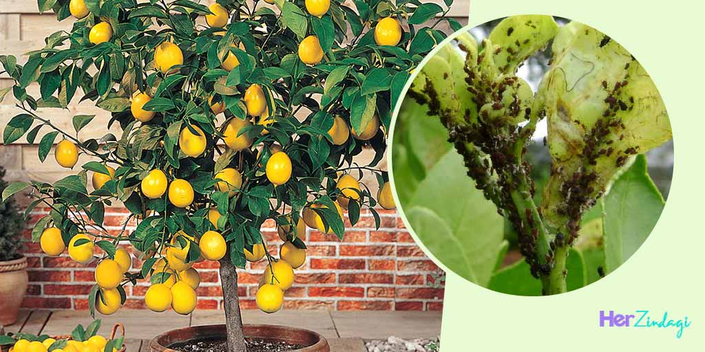 Tips to Get Rid of Bugs From Lemon Tree In Hindi | tips to get rid of ...