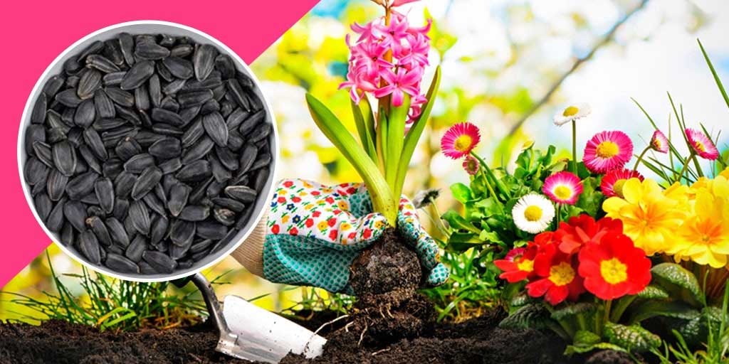 How To Store Seeds For Gardening | how to store seeds for gardening ...