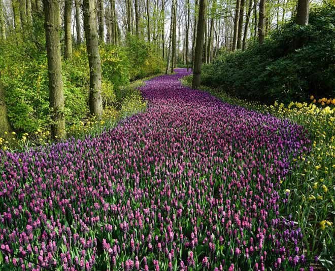 Know All About UNESCO World Natural Heritage Kaas Plateau In Hindi ...