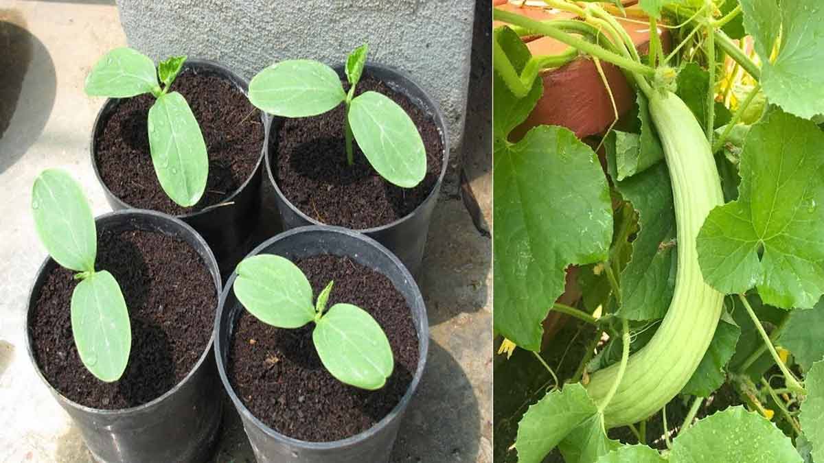 How To Grow Long melon kakri Cucumber At Home|घर पर ककड़ी उगाएं| Garden ...