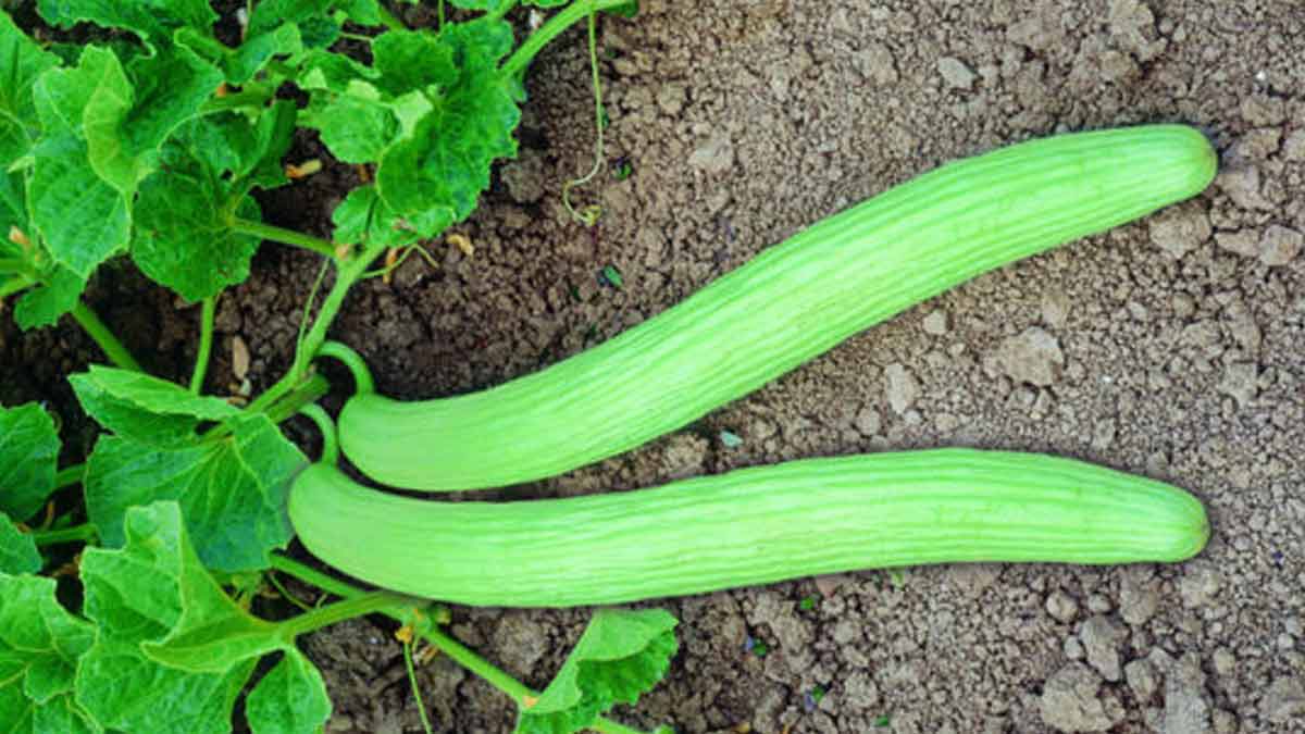 गार्डन में ककड़ी का पौधा लगाने के लिए फॉलो करें ये स्टेप्स | how to ...