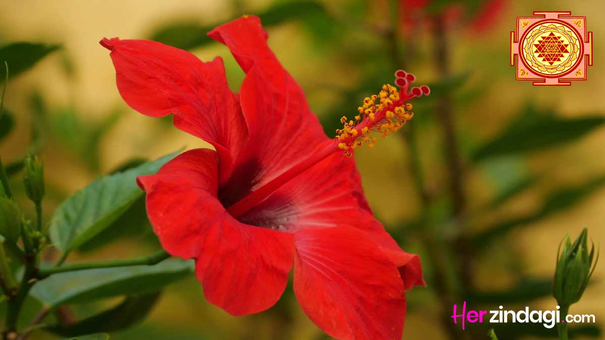 Vastu Tips Of Gudhal Ka Phool|गुड़हल का फूल वास्‍तु टिप्‍स| Gudhal Ke ...