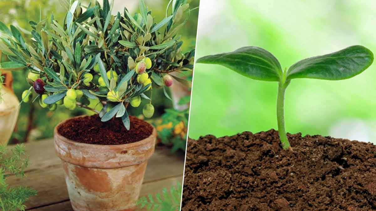 How To Grow Olive Plant In Pot In Hindi-घर पर ऑलिव ऑयल प्लांट उगाने के ...