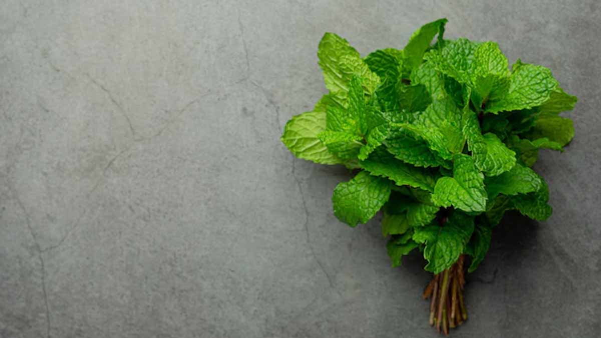 How To Grow Mint Plant In Hindi 