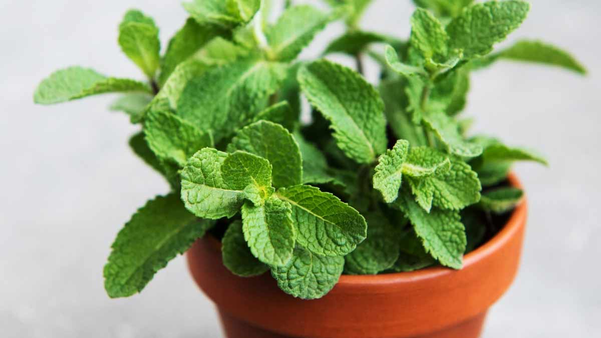 How To Grow Mint Plant In Hindi 