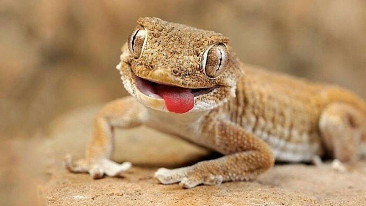 Girgit At Home|गिरगिट Astrological Meaning| Girgit Dikhne Ka Matlab ...