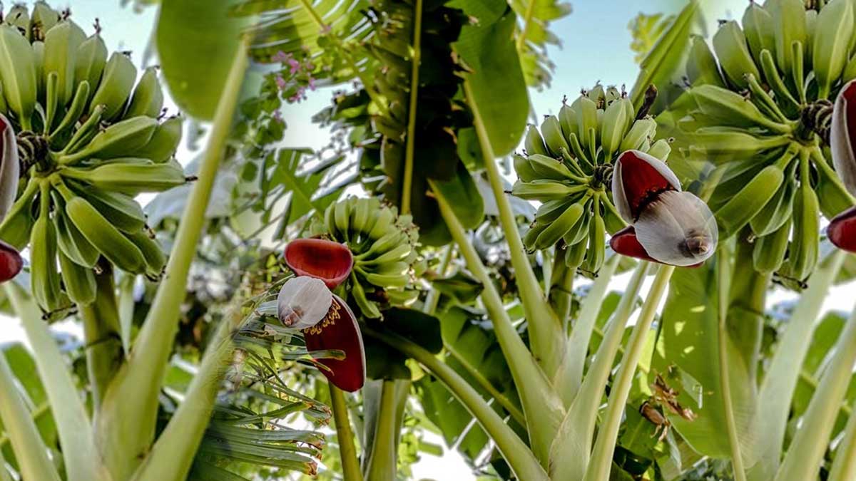 Significance Of Offering Water To Banana Tree | केले के पौधे में जल ...