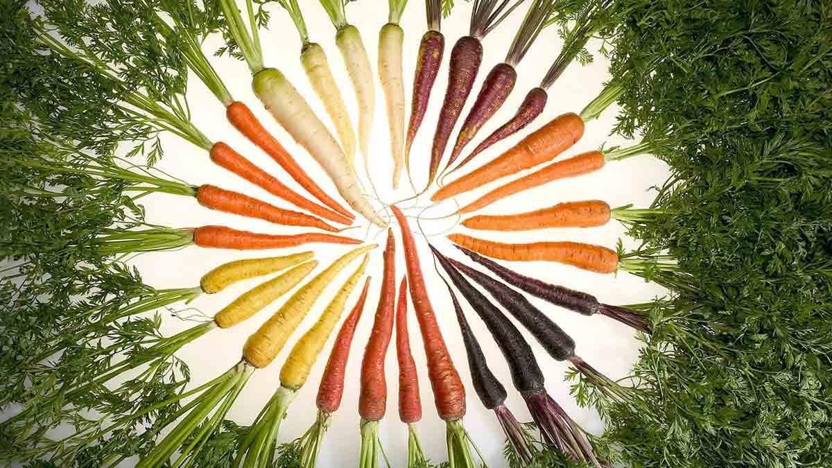 Types Of Carrot|4 तरह के गाजर|Alag Alag Trh Ki Sabjiyan | different ...