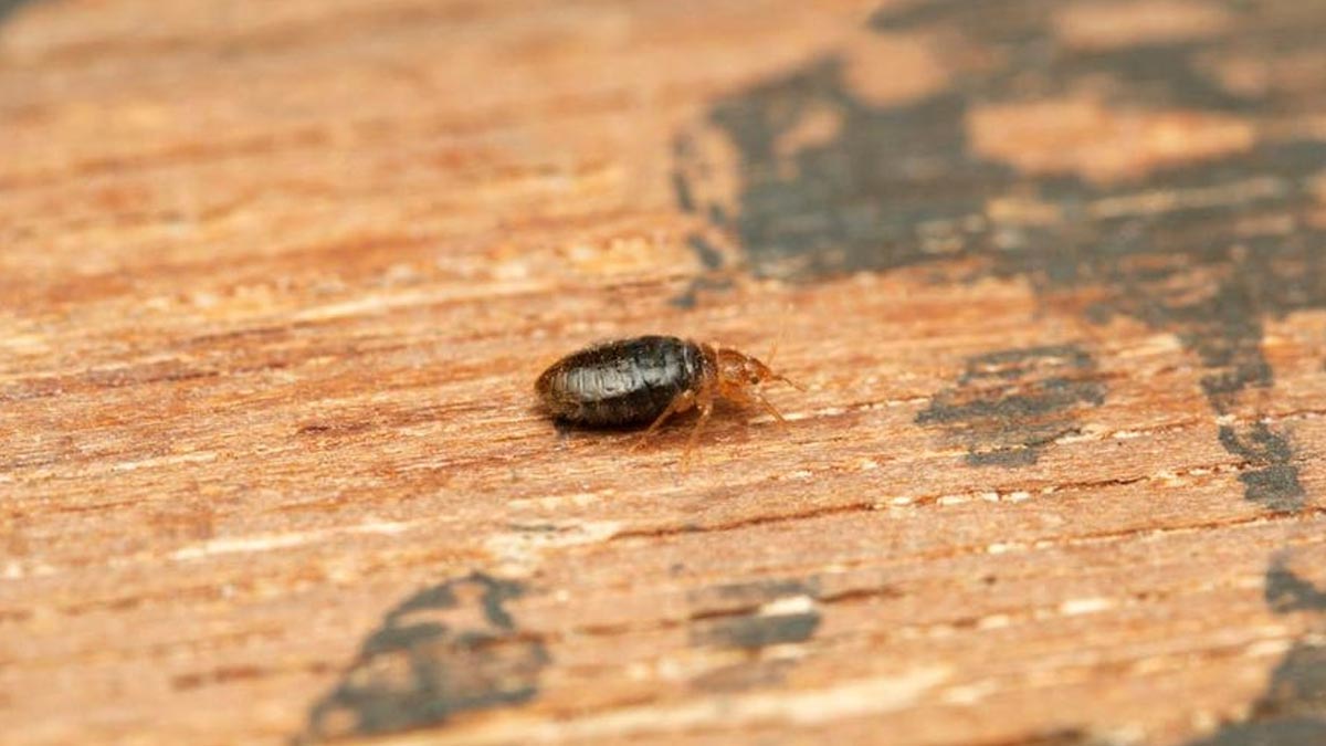 Kitchen Bugs| खटमल से छुटकारा पाने के टिप्स| Kitchen Bugs Ko Kaise Saaf ...