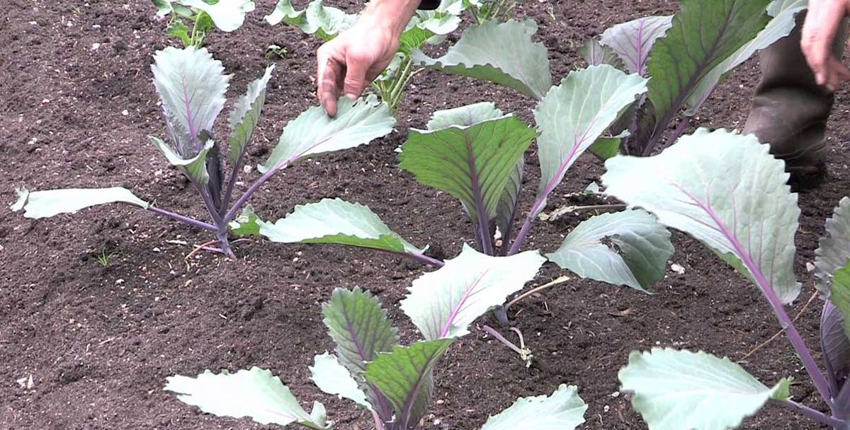 गार्डन में आप भी उगा सकते हैं Red Cabbage, जानें कैसे | how to grow red ...