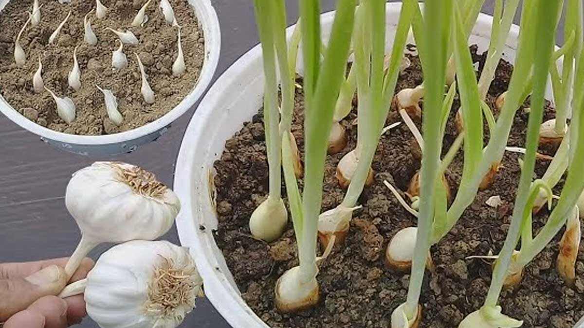 लहसुन का पौधा कैसे उगाएं।Grow Garlic at Home। How to Grow Garlic | how ...