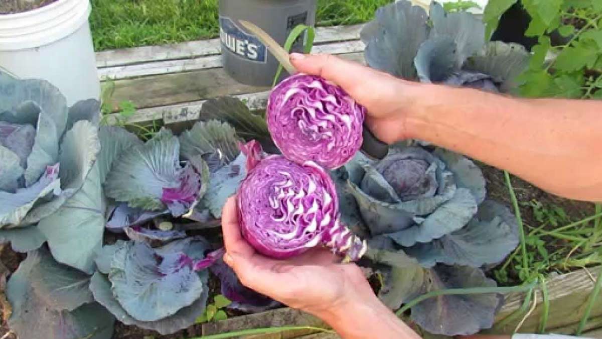 गार्डन में आप भी उगा सकते हैं Red Cabbage, जानें कैसे | how to grow red ...